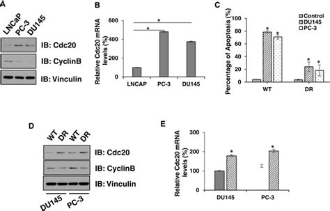 The Alternation Of Cdc20 In Castration Resistant Prostate Cancer Crpc