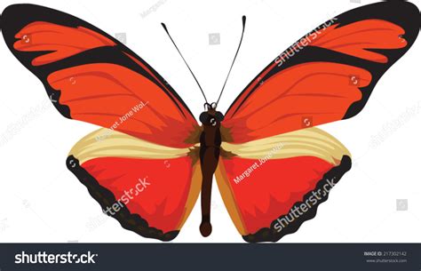 Butterfly Species Julia Vector Image Stock Vector Royalty Free