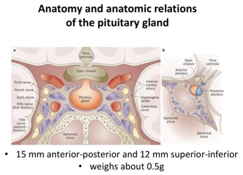 Pituitary Gland Flashcards Quizlet