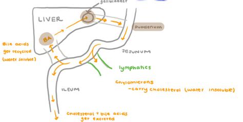 Quiz 5 Biochem Flashcards Quizlet