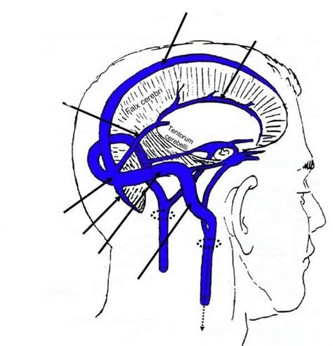 Dural Sinuses Diagram Quizlet