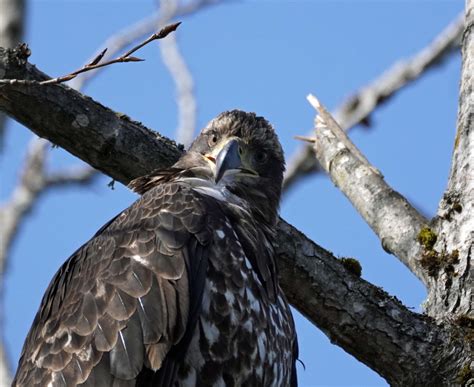 Female Bald Eagle Northwest Wildlife Online