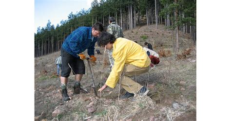 Над 3000 декара нови горски насаждения на територията на Югозападното държавно предприятие