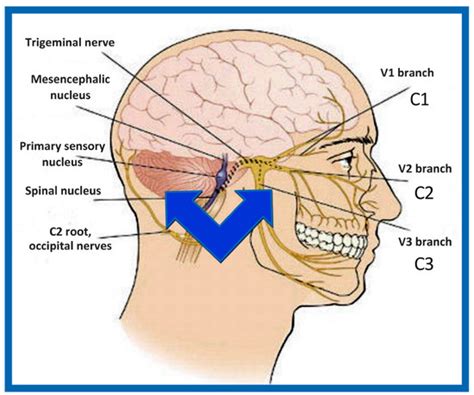 Trigeminal Nerve Brainstem