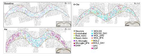 Multi Omics Study Reveals The Role Of Oligodendrocytes In Multiple