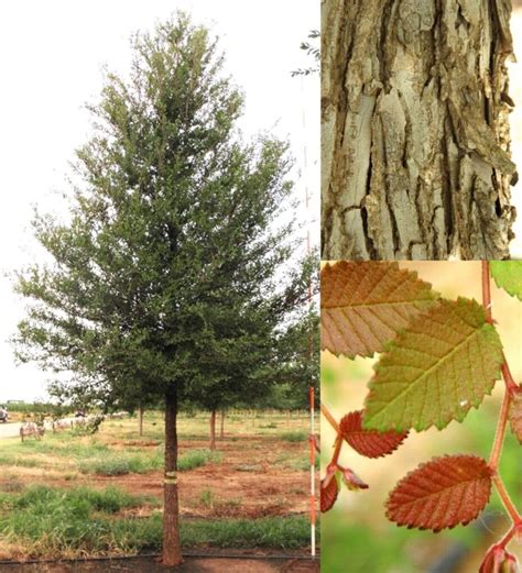 Deciduous Trees Farm Direct Premium Trees At The Best Prices In Okc