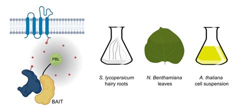 A Toolkit For Proximity Dependent Biotinylation In Plants Plantae