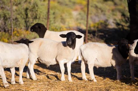 17 Hair Sheep Breeds That Dont Need Expensive Shearing