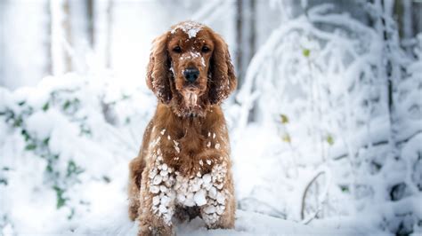 Cocker Spaniel Wallpaper 66 Pictures Wallpaperset