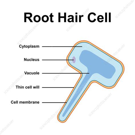 Root Hair Cell Labeled Root Hair Cell Diagram Royalty Free Images