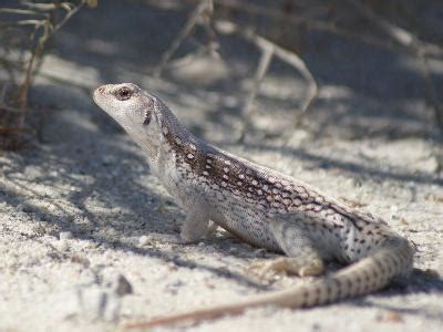 Dipsosaurus Dorsalis Dorsalis Swchr