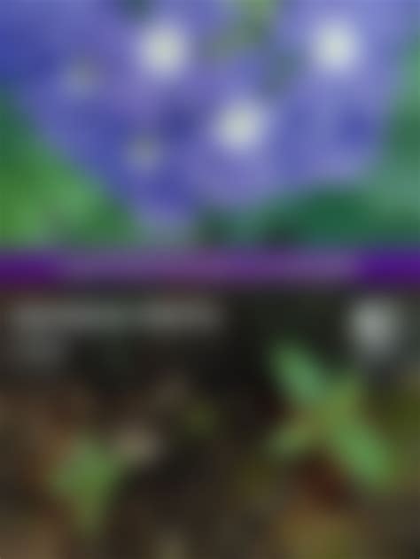 Вербена Кварц Блю от АГРОФИРМА ПОИСК СЕМЕНА И ПОСАДОЧНЫЙ МАТЕРИАЛ В