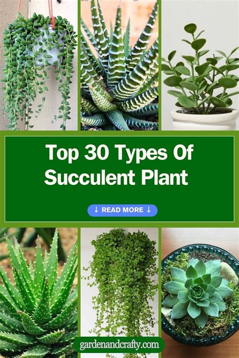 Top 30 Types Of Succulent Plant With Pictures And Names Types Of