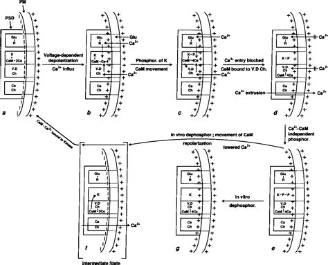 Figure 1 From Possible Role For Calmodulin And The Ca2calmodulin