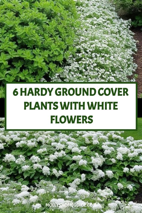 6 Hardy Ground Cover Plants With White Flowers Ground Cover Fast