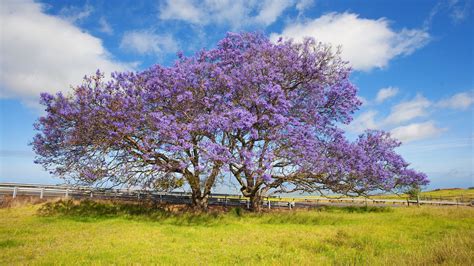 1920x1080 Grass Blooms Jacaranda Tree Hawaii Maui Coolwallpapersme