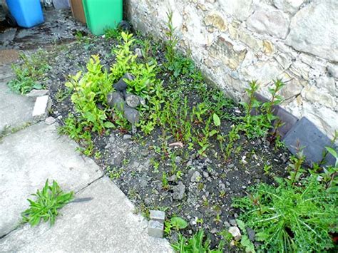 How To Kill Weeds Permanently Get Rid Of Weeds Forever