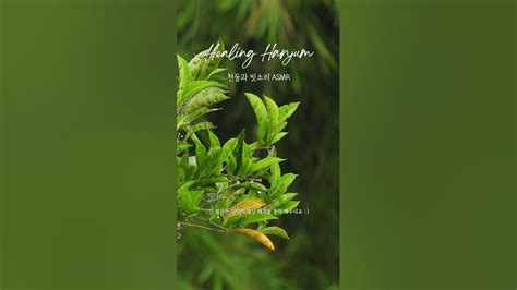 9h 잠 잘 오는 천둥 빗소리 Asmr 백색 소음 깊은 수면과 휴식을 위한 9시간 불면증 해소 공부음악 빗소리 수면유도음악 Rain Youtube