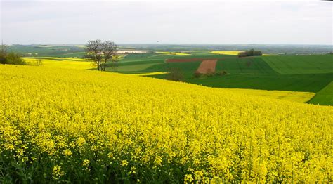 Fields Of Dreams From Behind The Pen