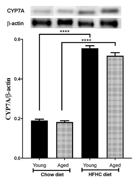 an hfhc diet upregulates cyp7a protein expression by hepatic cells