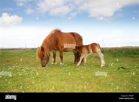 One Day Old Foal With Its Mother Equus Caballus Islay Island Inner