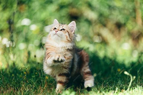 Premium Photo A Kitten Siberian Cat Playing In Grass
