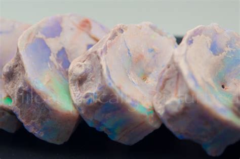Opalized Fossils Tumblr