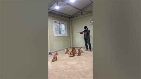 사랑이 여섯개 강아지 시바견 시바이누 시바견켄넬 시바견브리더 가도켄넬 Youtube