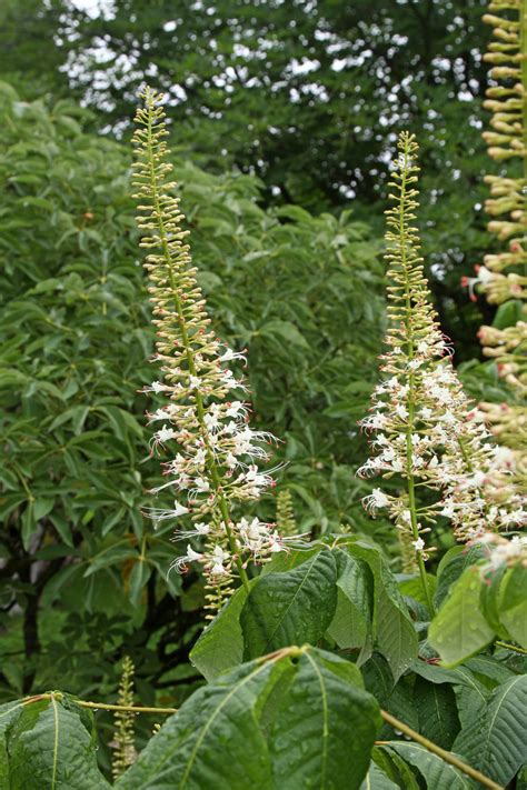Aesculus Parviflora Dwarf Buckeye Van Den Berk Nurseries