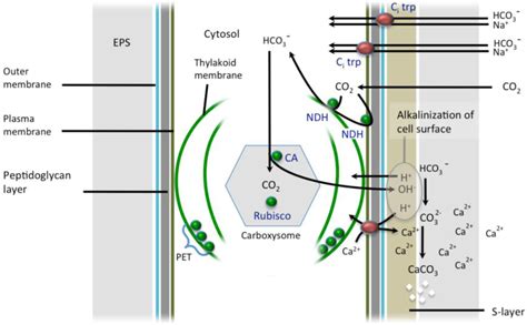 Minerals | Special Issue : Advances in Biominerals