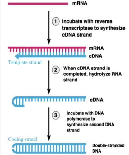 Biology B Producing DNA Fragments Flashcards Quizlet