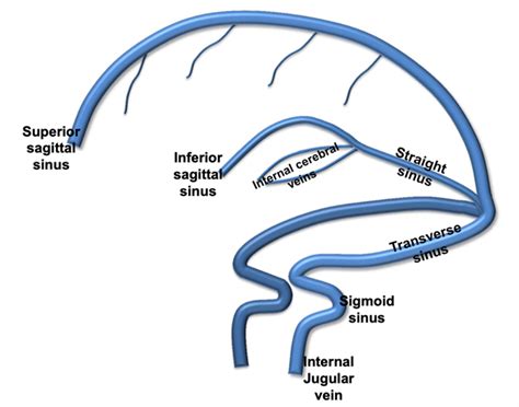 Cerebral Venous Sinuses Anatomy Intracranial Venous System Anatomy Of