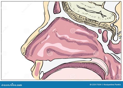 Anatomy Of The Nose Vector Illustration CartoonDealer Com 24476662