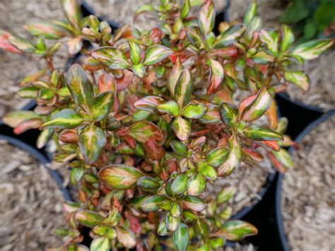 Coprosma Evening Glow ® Coprosma Evening Glow Coprosme Plante