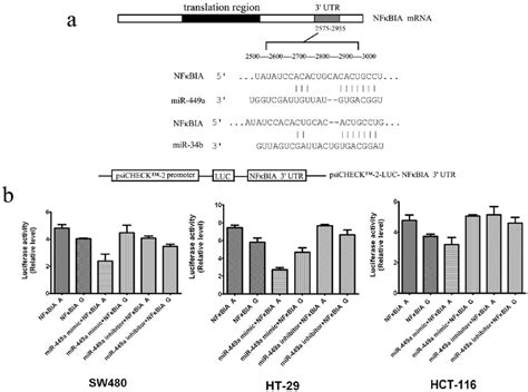 Validation Of Target Microrna Predictions A A Putative Target Site