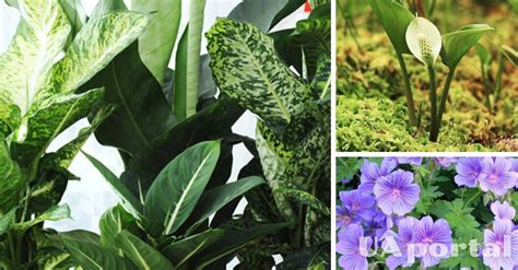 Кімнатні рослини які притягують бідність та проблеми з грошима