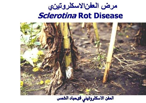 الفطريات وأمراض النبات