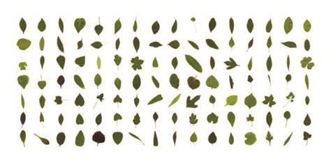 Leaf Image Samples Of Different Species Download Scientific Diagram