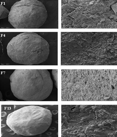 Left Scanning Electron Micrographs Of The Pellets And Right Scanning