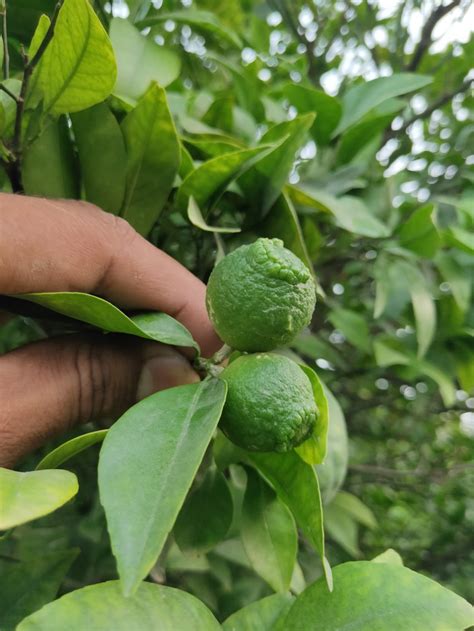 128 Questions With Answers In CITRUS Science Topic