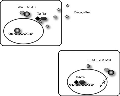 Schematic View For Regulated Inhibition Of Nf ␬ B Action Inhibition