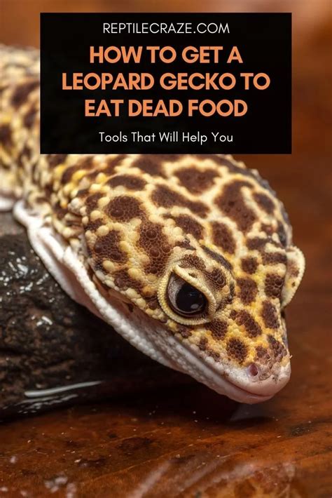 Can Leopard Geckos Eat Spiders? What Types Of Spiders? - Reptile Craze