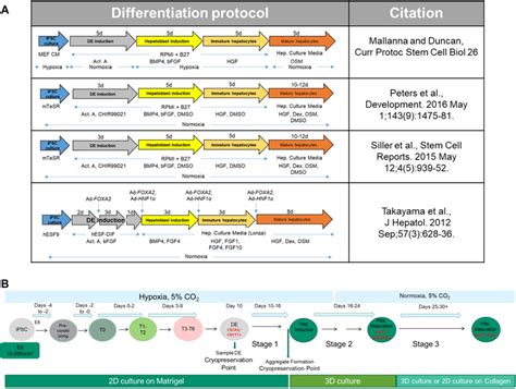 Development Of Hepatocyte Differentiation Protocol A Representative