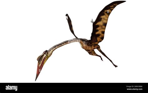 Quetzalcoatlus Is A Genus Of Azhdarchid Pterosaur Known From The Late