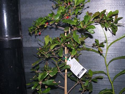 Forum: miracle fruit