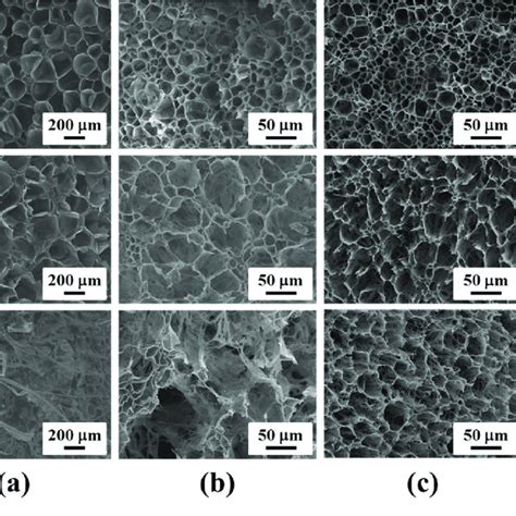 Sem Micrographs Of The Cross Section Of A Cellulose Nanofiber Download Scientific Diagram