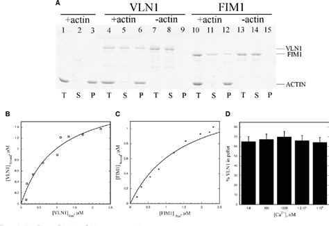 Figure 3 From Arabidopsis Villin1 Generates Actin Filament Cables That Are Resistant To