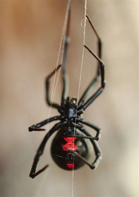 Southern Black Widow Spider Hourglass | Black widow spider, Spider ...