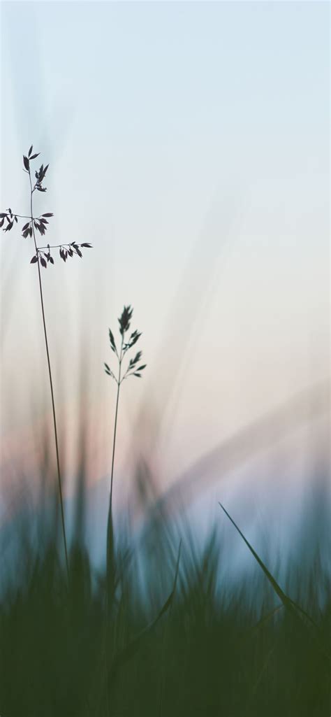 🔥 30 Grass And Flower Wallpapers Wallpapersafari 🔥 30 Grass And Flower Wallpapers Wallpapersafari