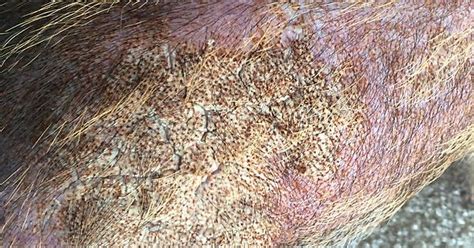 My Mini Potbelly Pig Has These Patches Of What Looks Like Dried Or Dead